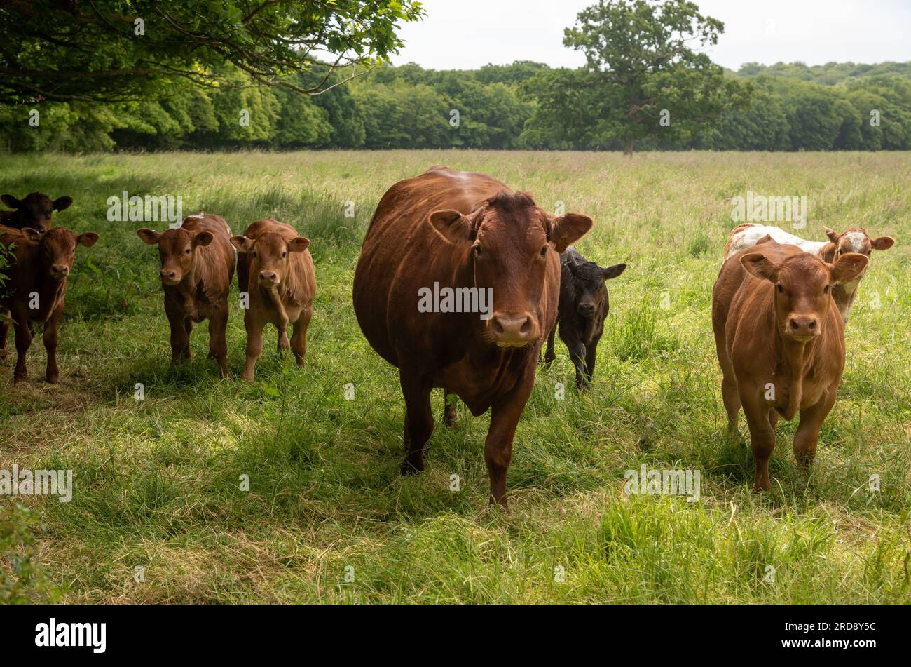 Cow domestic animals in a farmland outdoor Stock Photo - Alamy