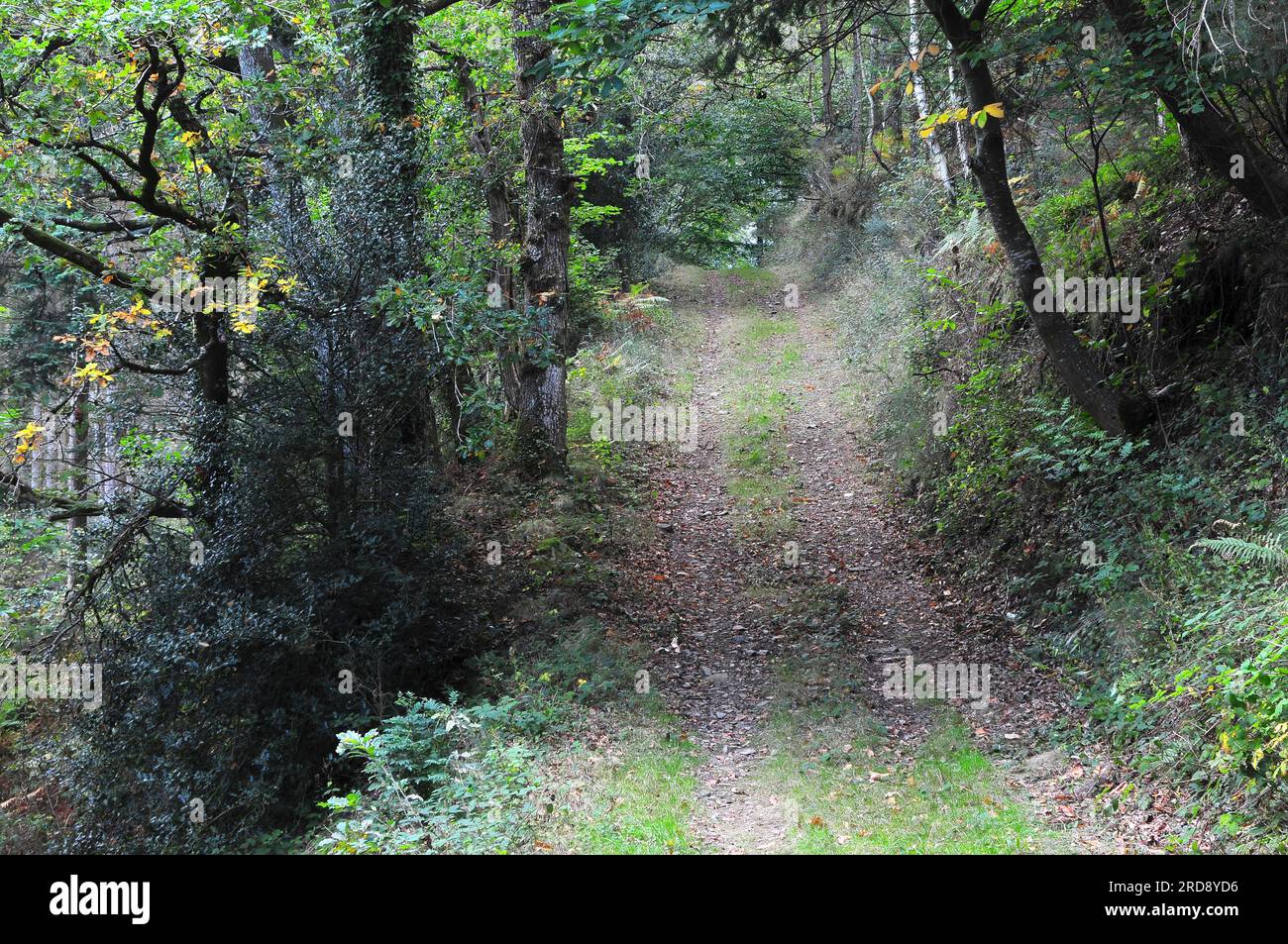 Pullabrook Wood on Dartmoor National Park, Devon, England Stock Photo ...