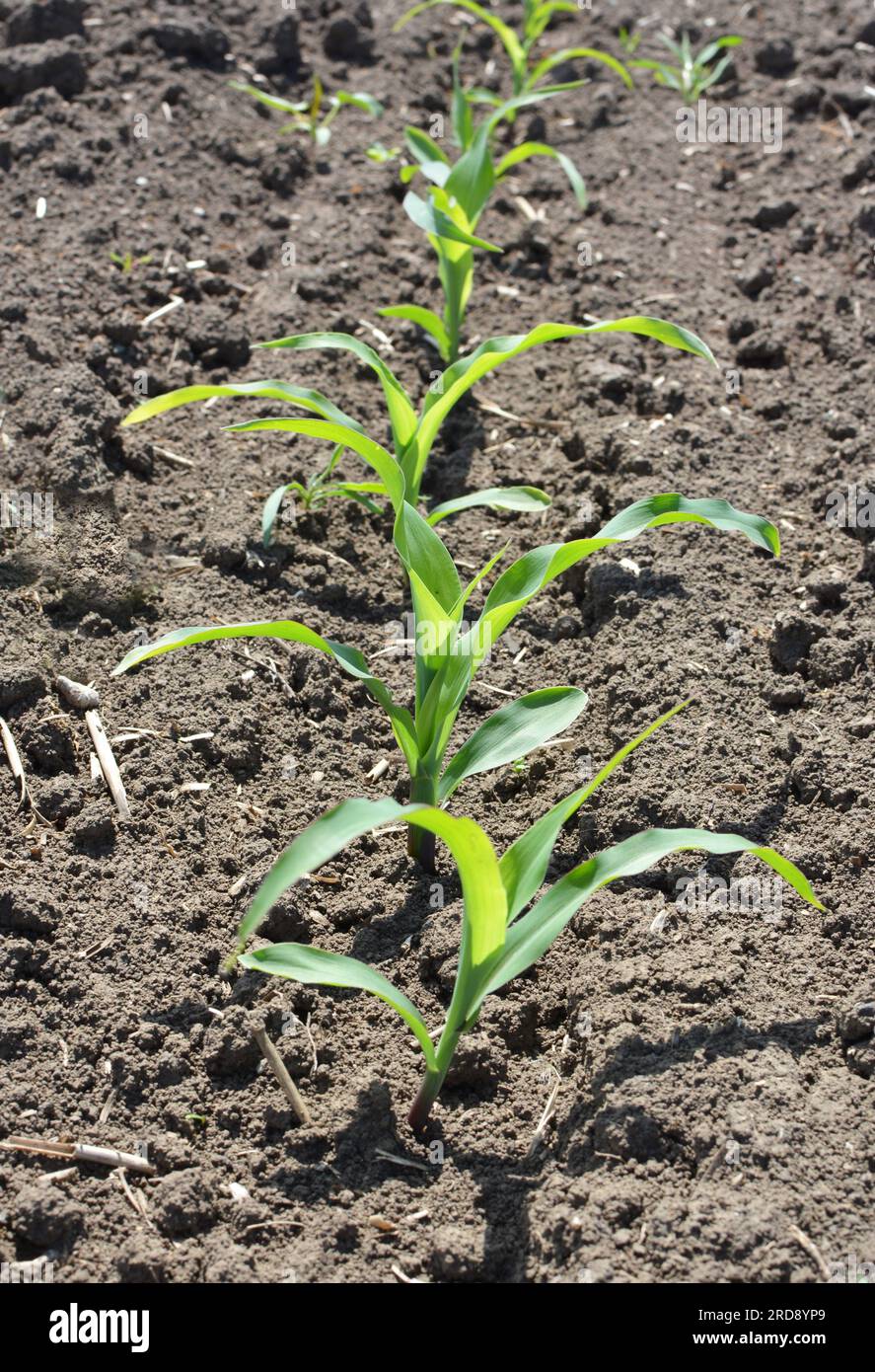In the farmer's field there are rows of young corn seedlings Stock ...