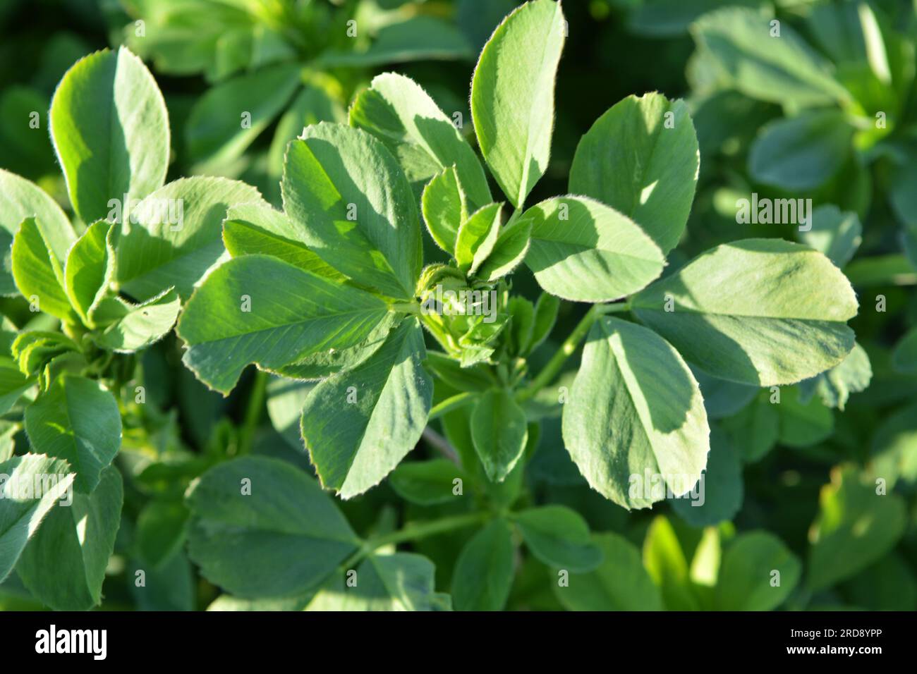 Young Alfalfa Plant