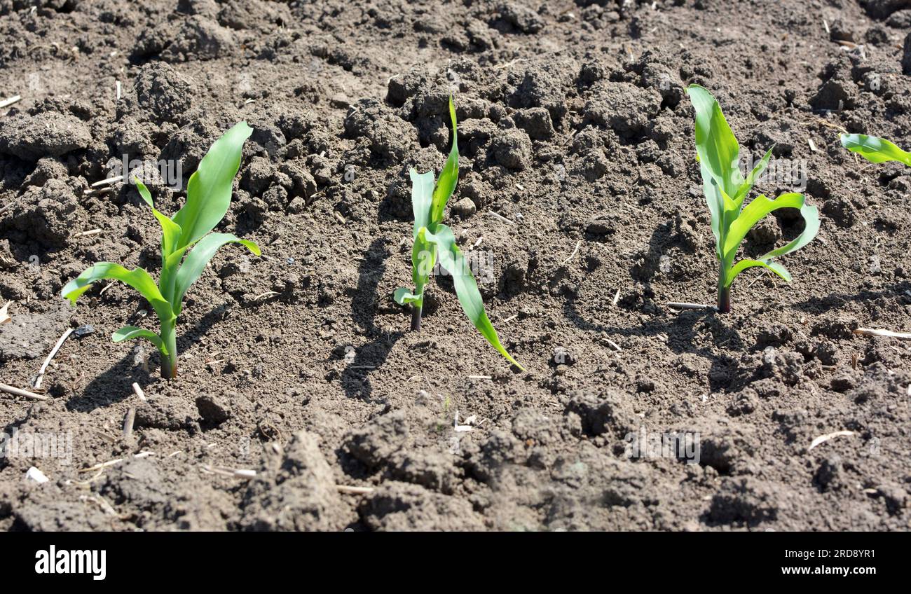 In the farmer's field there are rows of young corn seedlings Stock ...