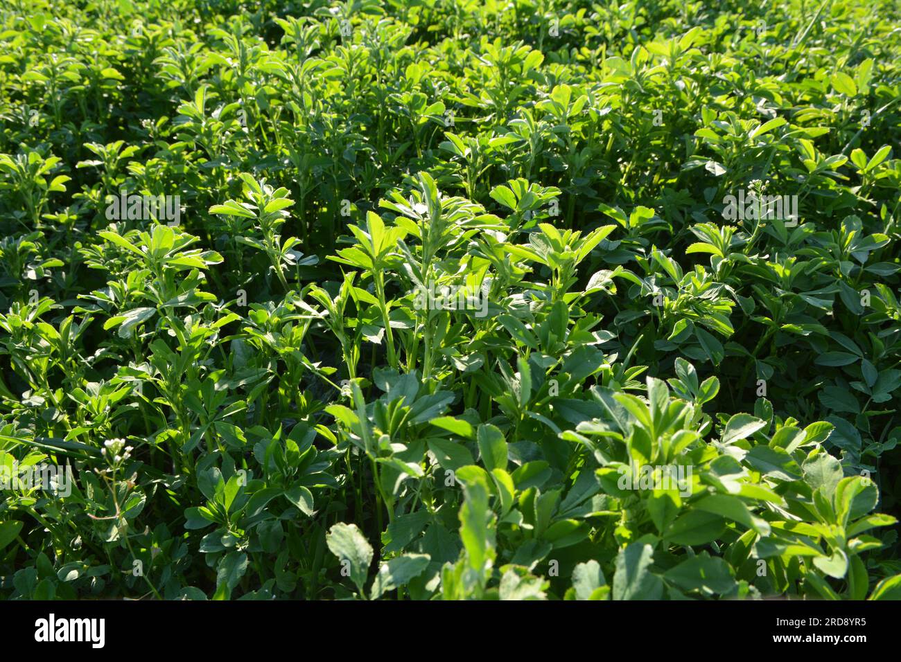 In the spring farm field young alfalfa grows Stock Photo - Alamy