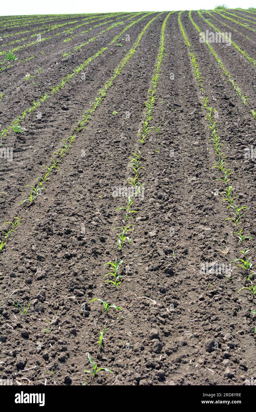 In the farmer's field there are rows of young corn seedlings Stock ...