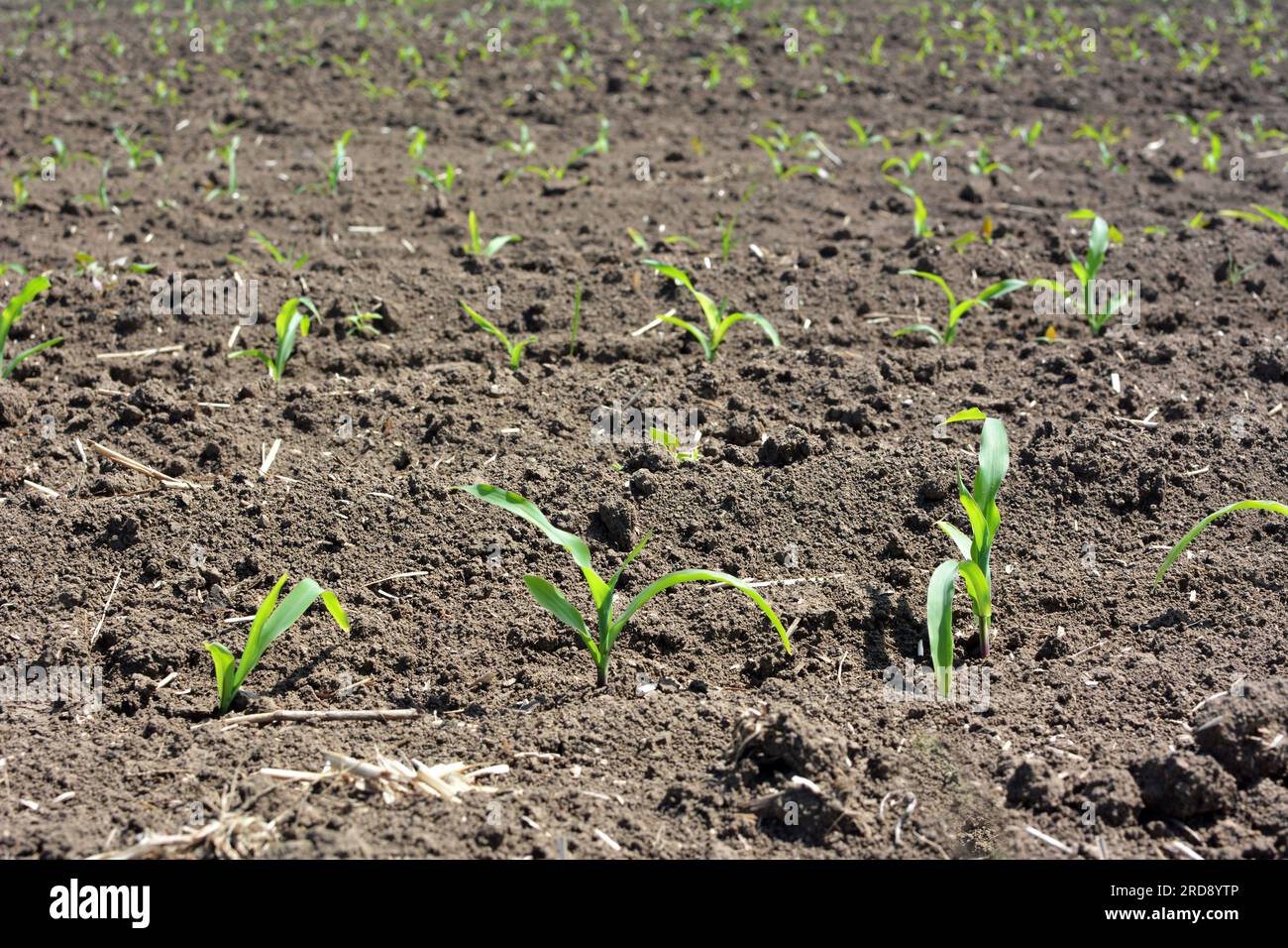 In the farmer's field there are rows of young corn seedlings Stock ...