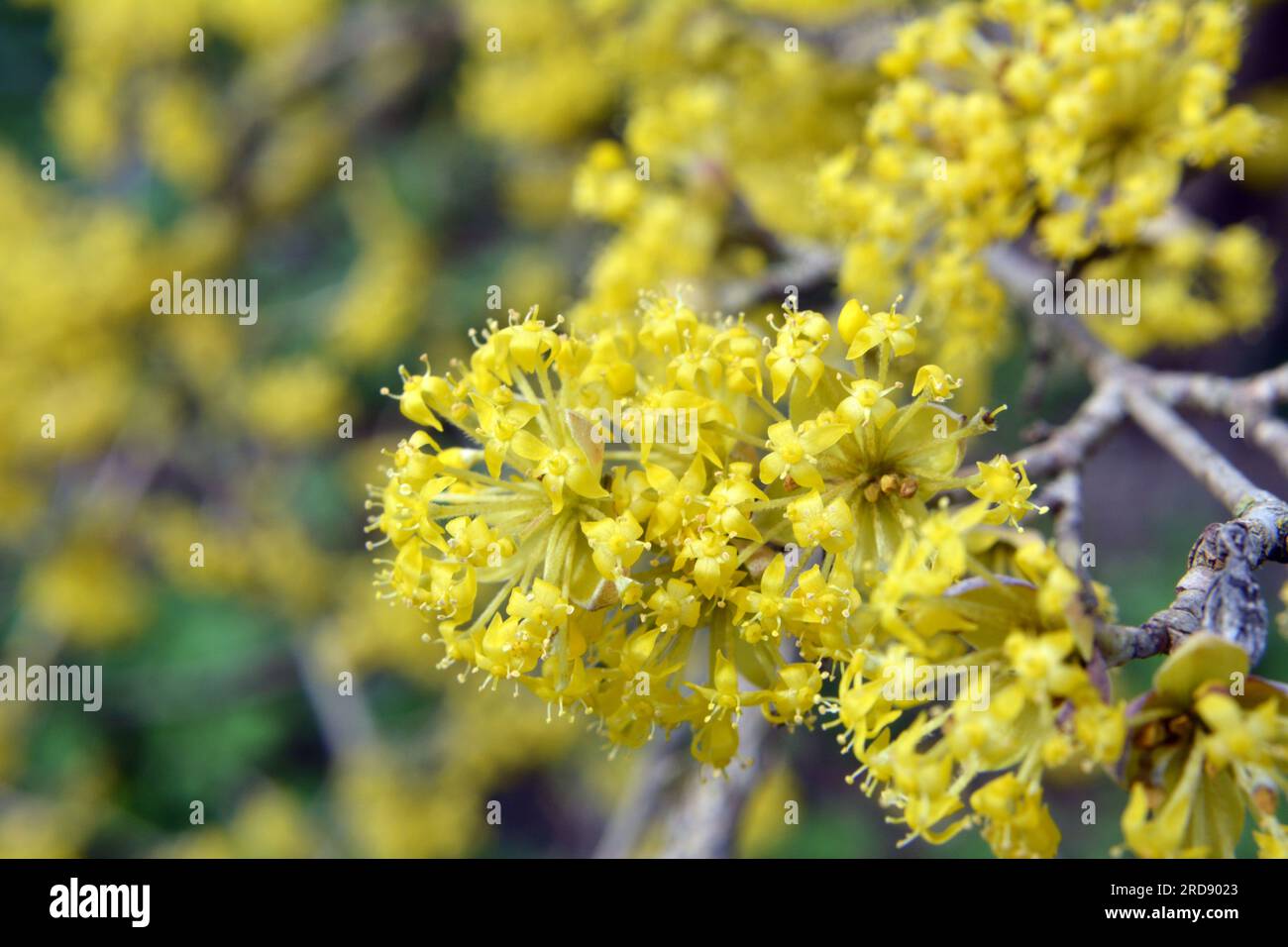 In spring cornel is real (Cornus mas) blooms in the wild Stock Photo ...