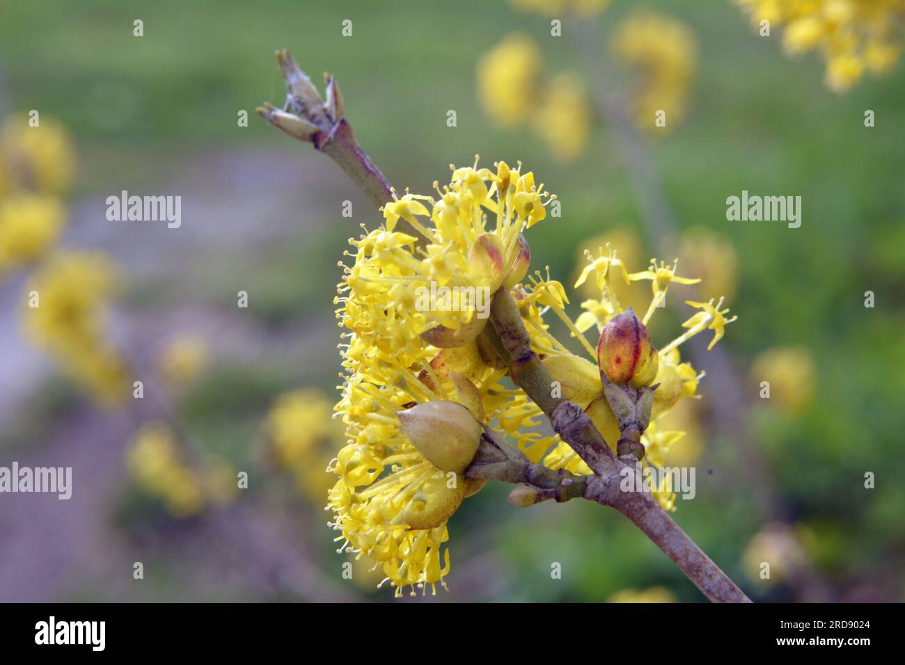 In spring cornel is real (Cornus mas) blooms in the wild Stock Photo ...