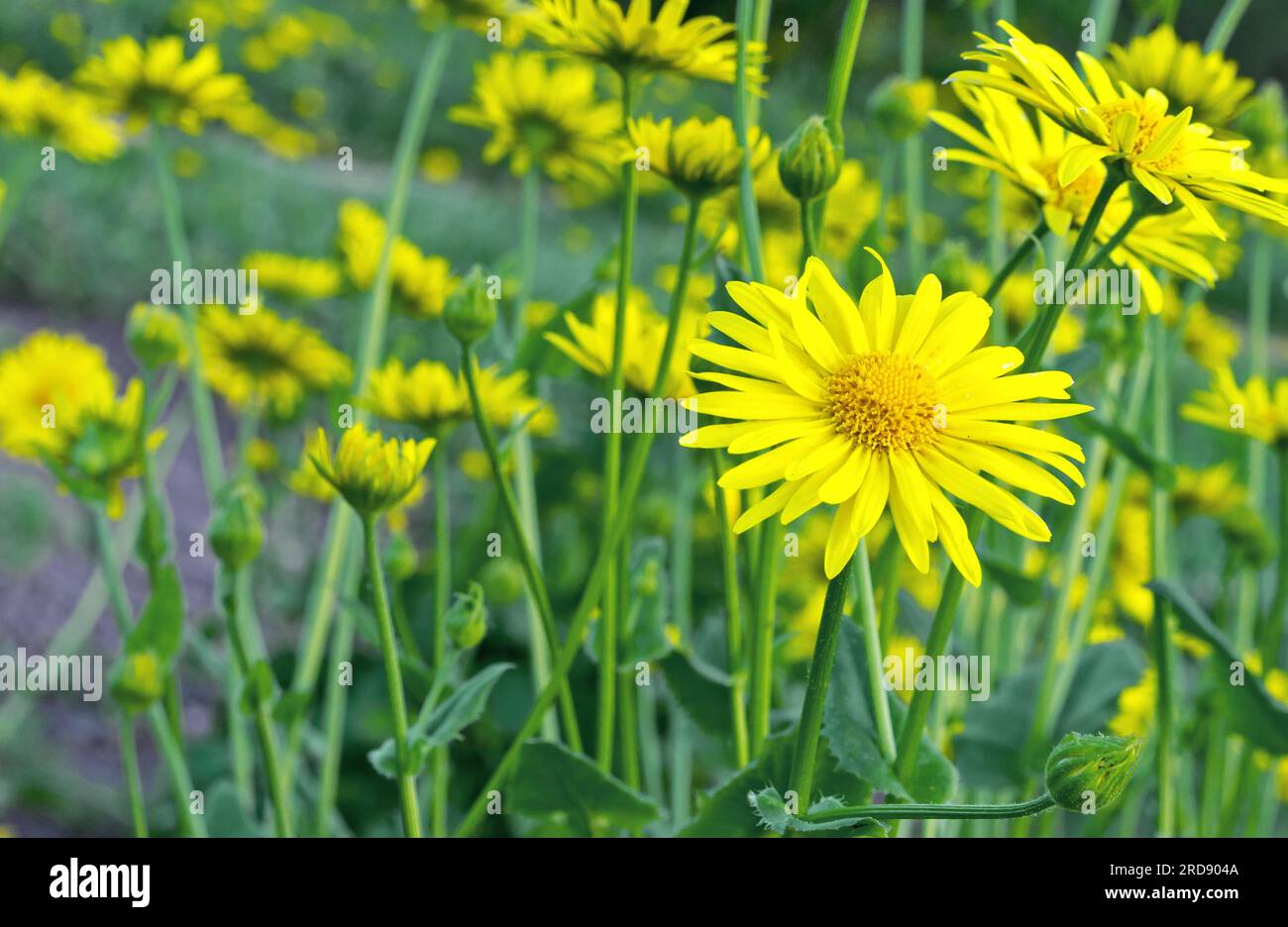 Blooming yellow heliopsis in the summer garden Stock Photo - Alamy