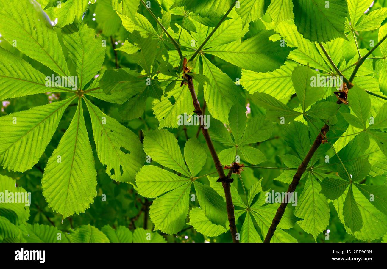 Branch fresh green leaves hi-res stock photography and images - Alamy