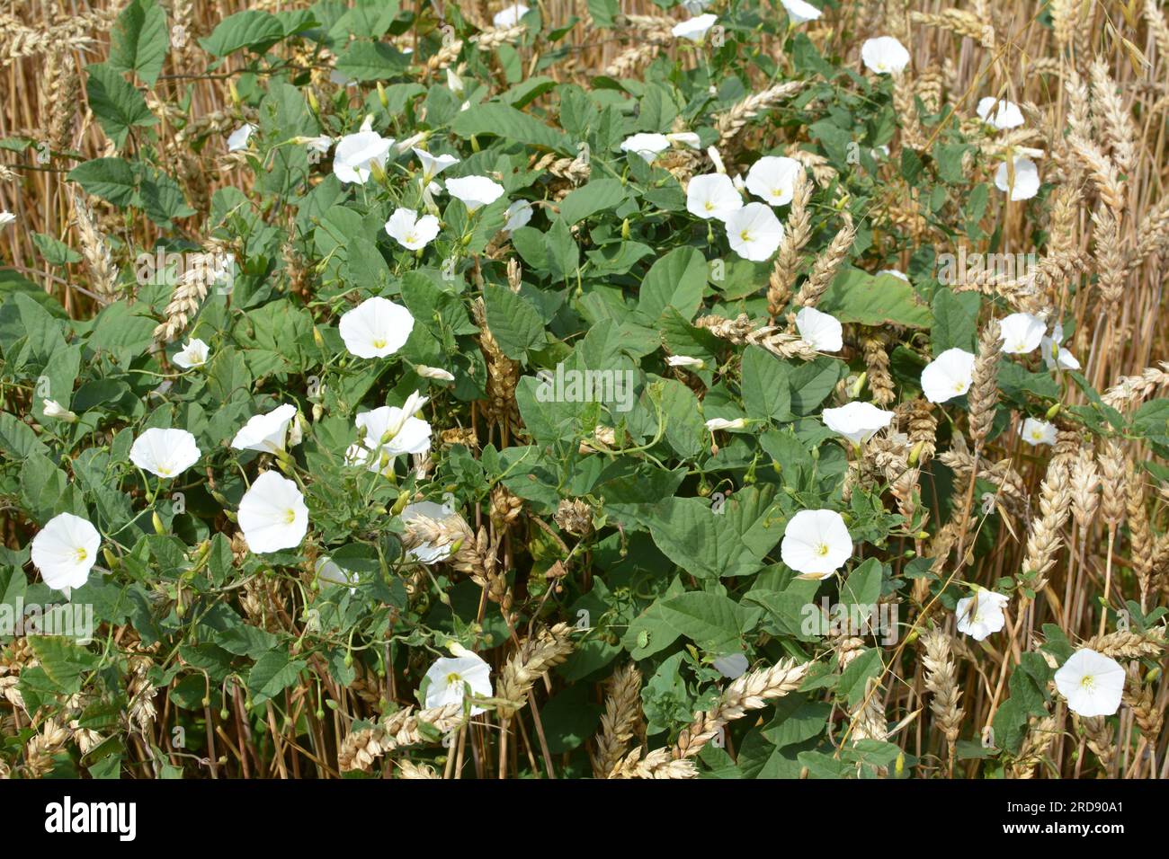 Convolvulus arvensis grows and blooms in the field Stock Photo - Alamy