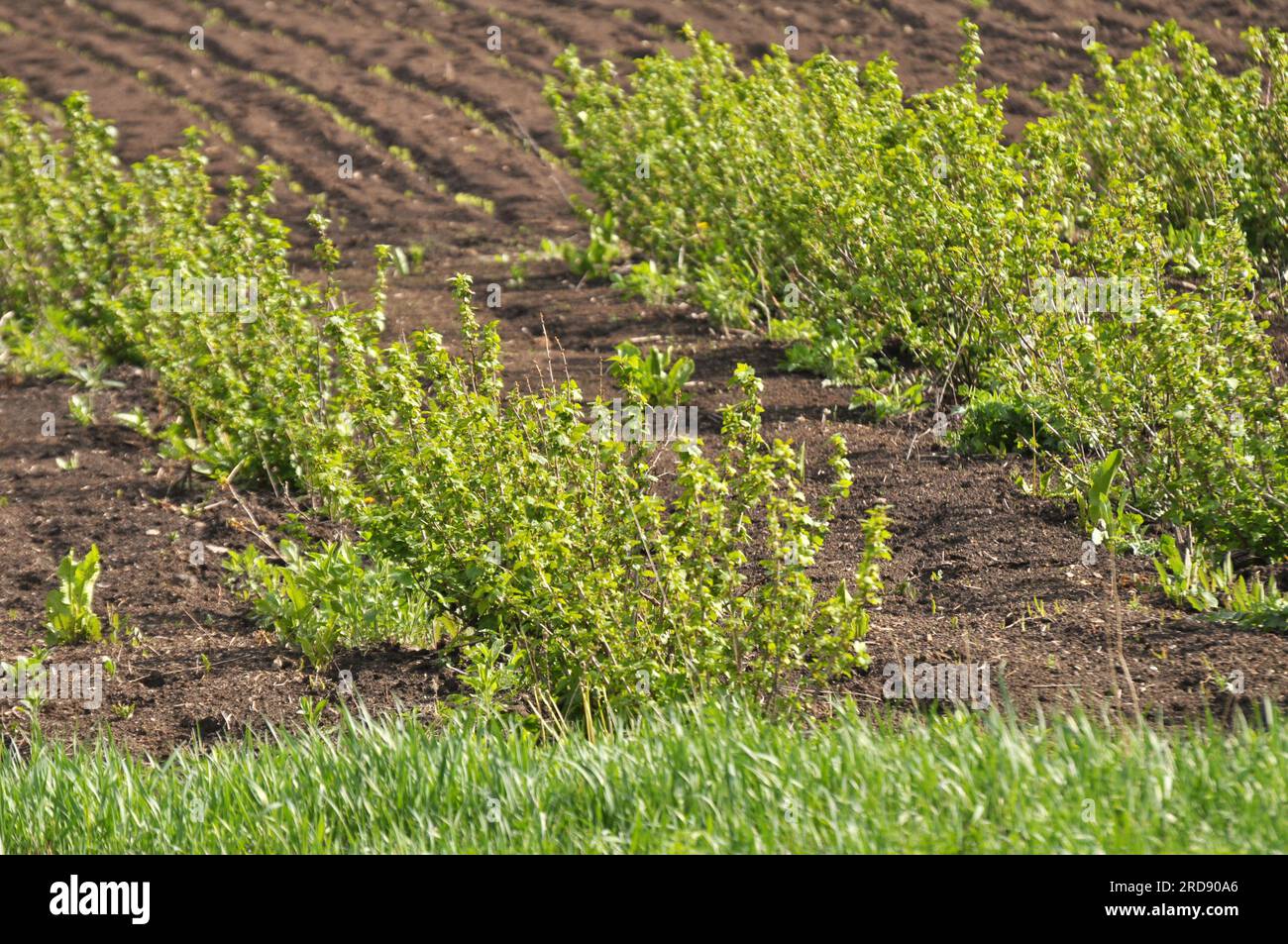 In spring, berry bushes grow in the orchard Stock Photo - Alamy