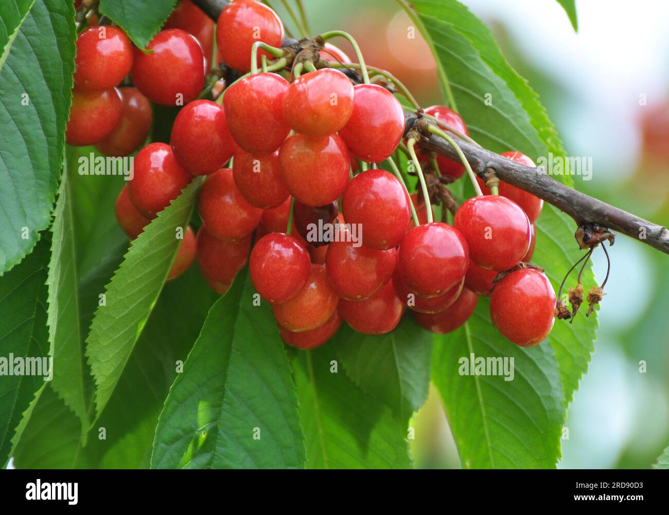 On a tree branch, ripe red berries cherry (Prunus avium Stock Photo - Alamy