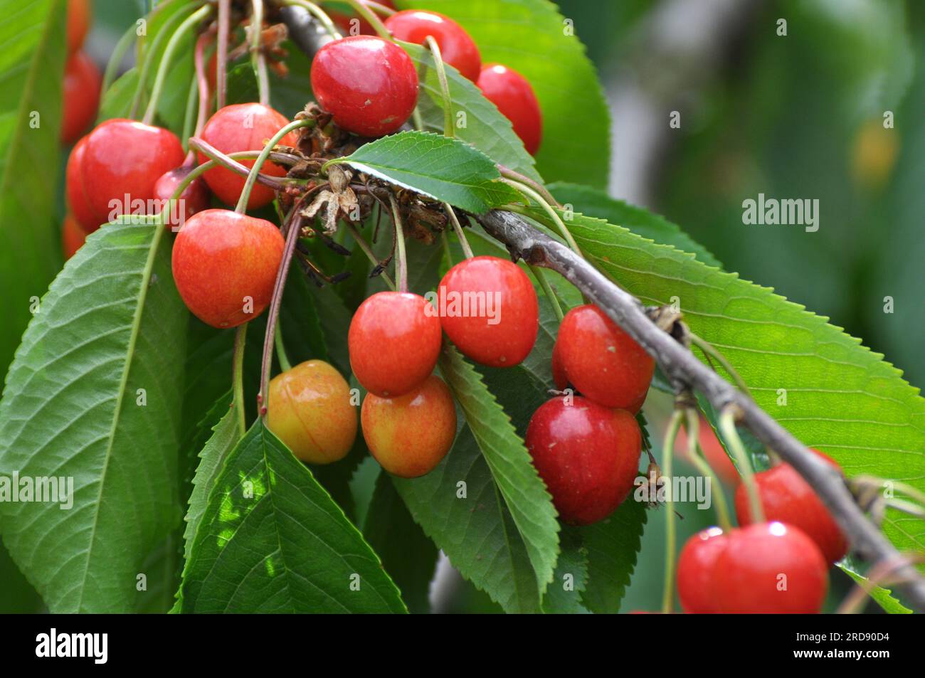 On a tree branch, ripe red berries cherry (Prunus avium Stock Photo - Alamy