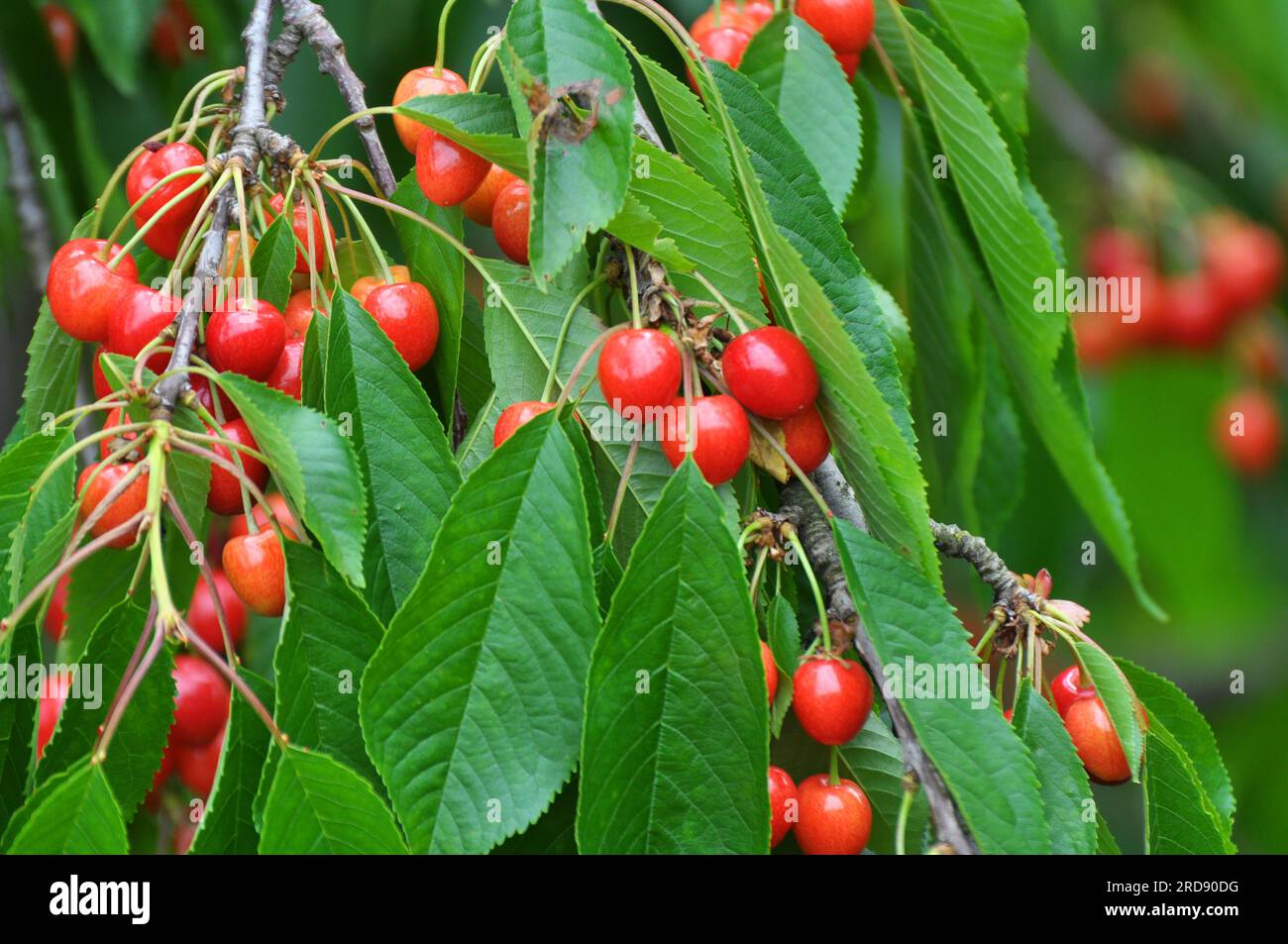 On a tree branch, ripe red berries cherry (Prunus avium Stock Photo - Alamy