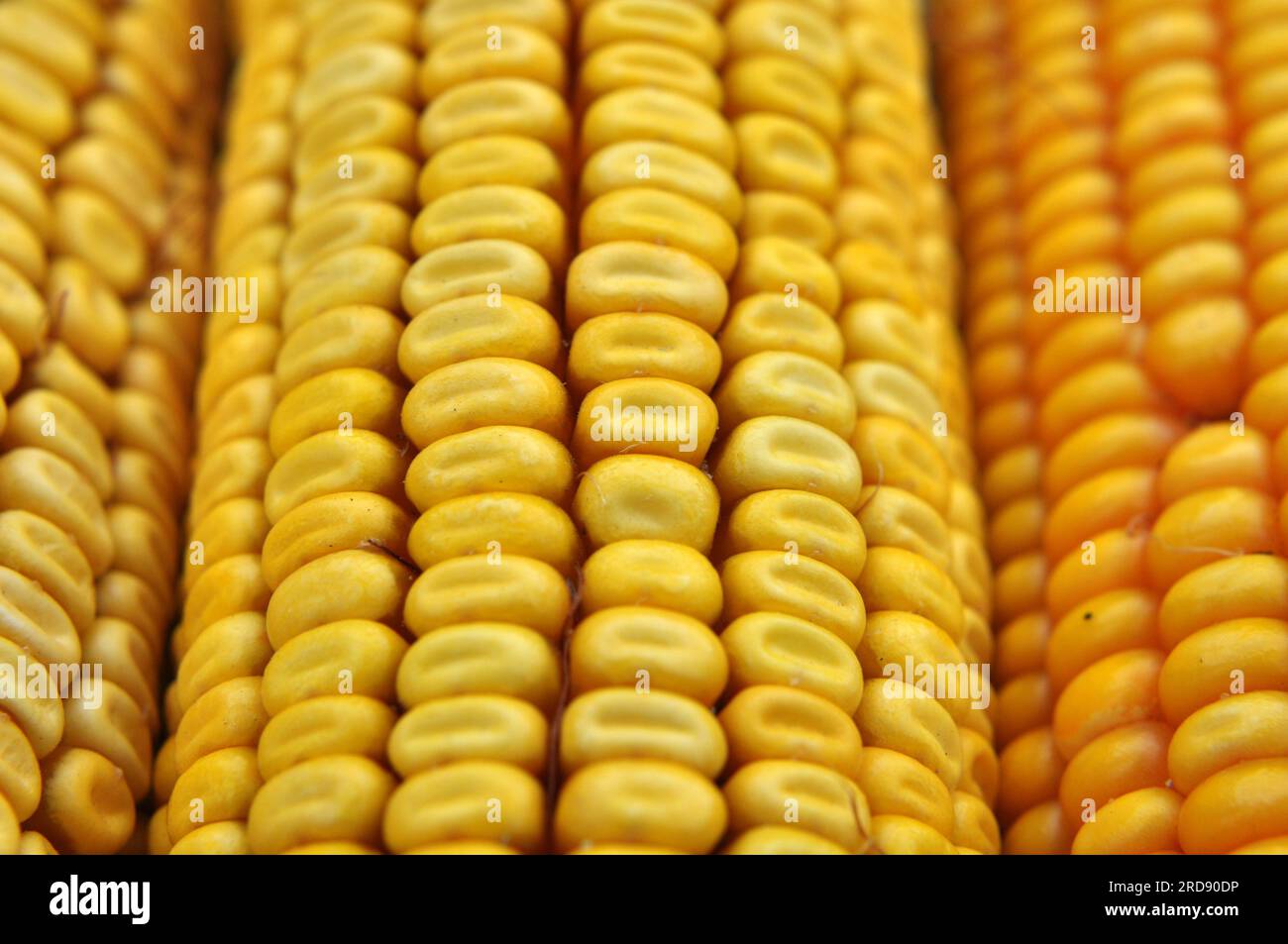 Dry corn cobs with grain close up Stock Photo - Alamy
