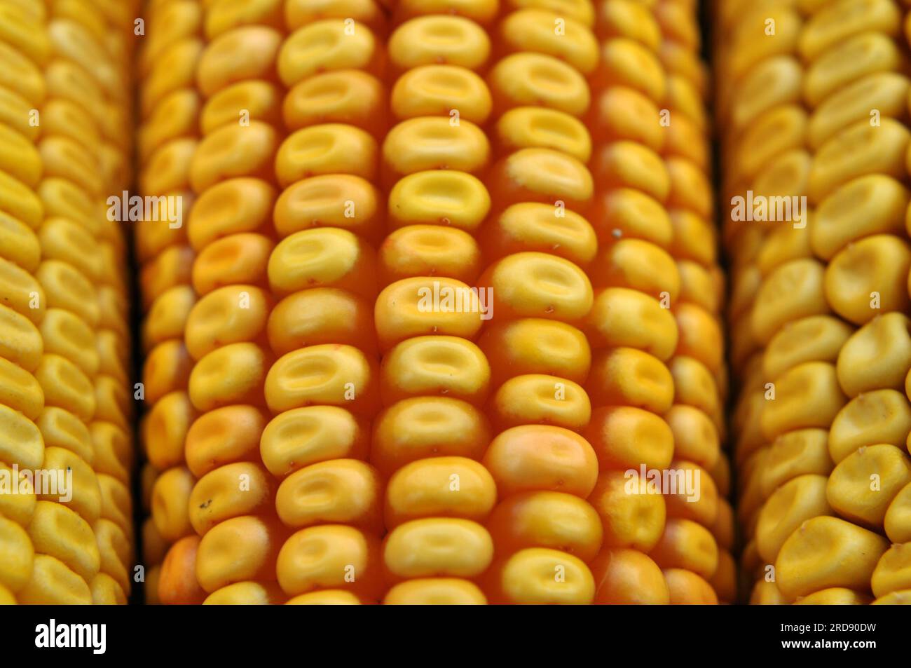 Dry corn cobs with grain close up Stock Photo - Alamy