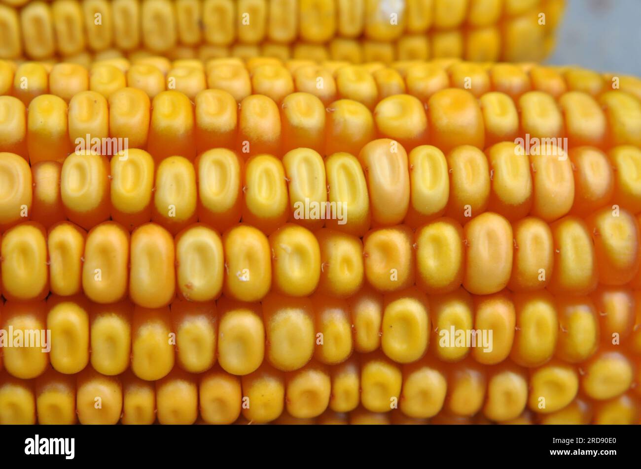 Dry corn cobs with grain close up Stock Photo - Alamy