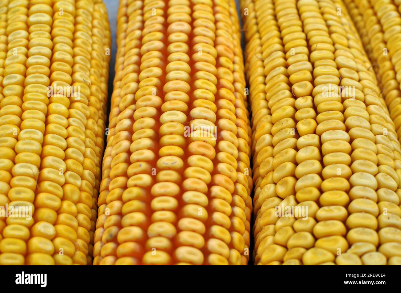 Dry corn cobs with grain close up Stock Photo - Alamy
