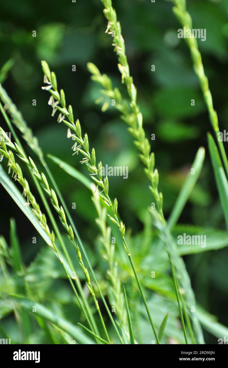 Medicine grass hi-res stock photography and images - Alamy
