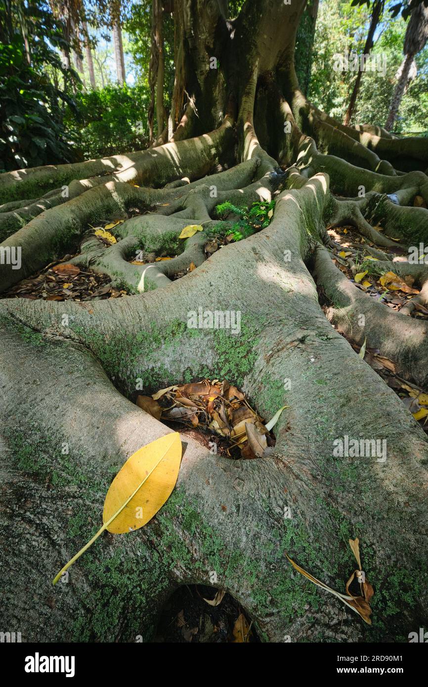 Ficus macrophylla trunk and roots close up Stock Photo - Alamy