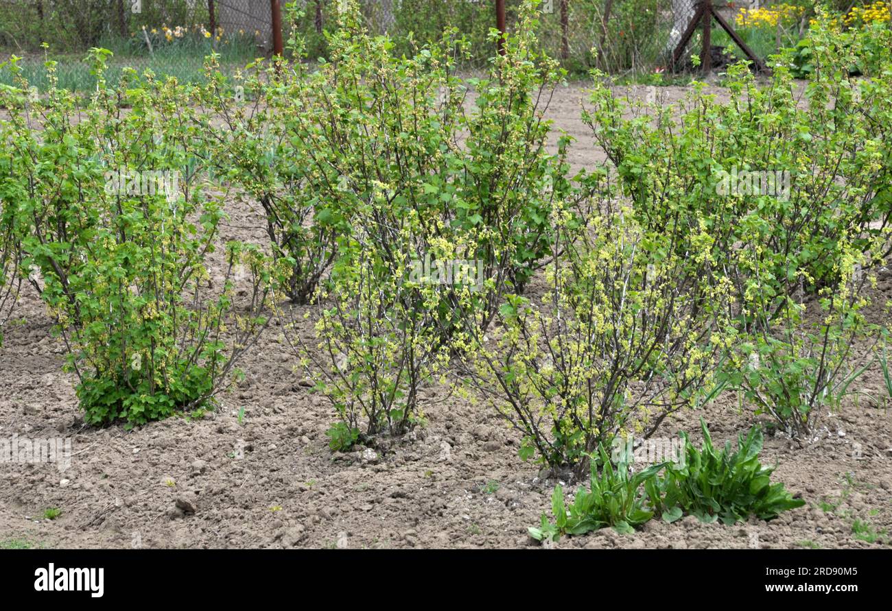 In spring, berry bushes grow in the orchard Stock Photo - Alamy