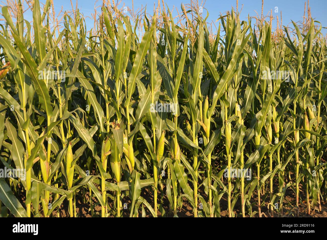 In the summer, corn ripens on the farm field Stock Photo - Alamy
