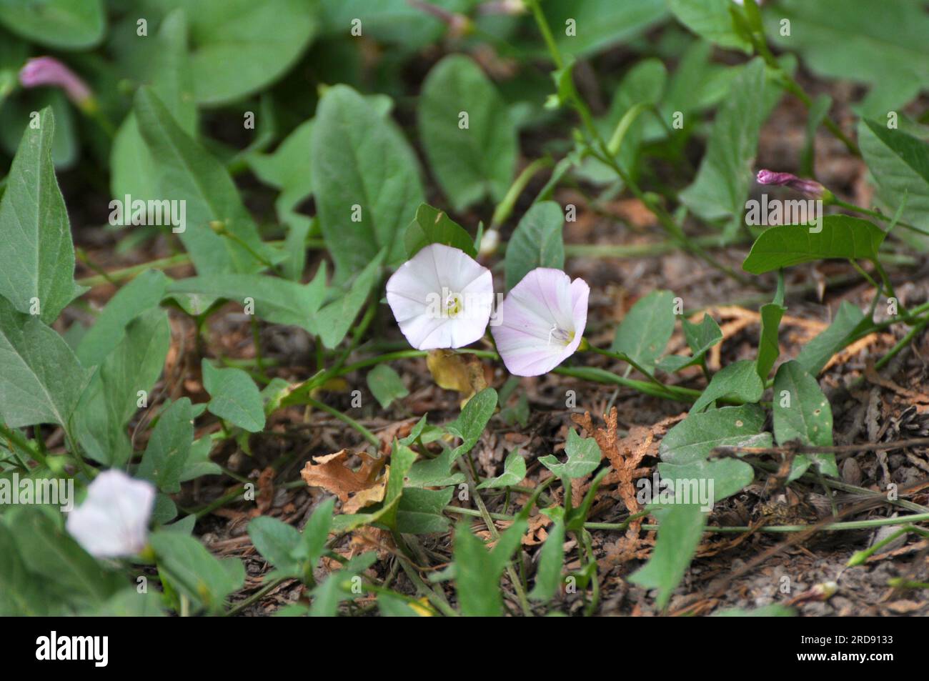 Convolvulus arvensis grows and blooms in the field Stock Photo - Alamy