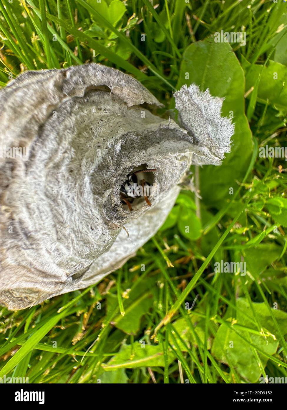 Bald Faced Hornet is emerging from his home sac with antennae, legs ...
