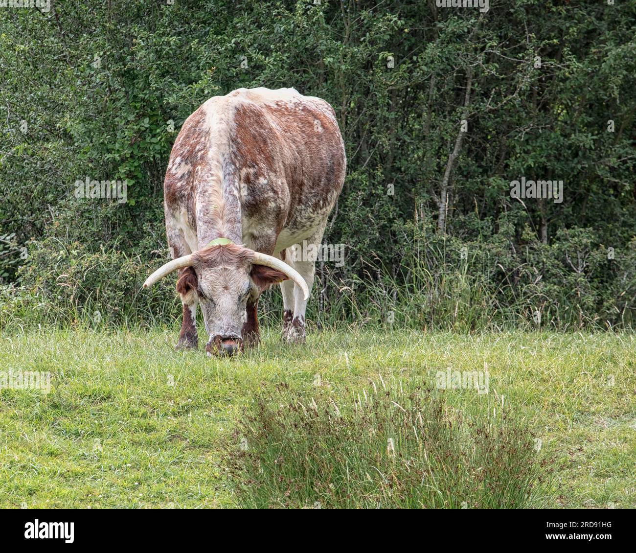 Sussex cattle hi-res stock photography and images - Alamy