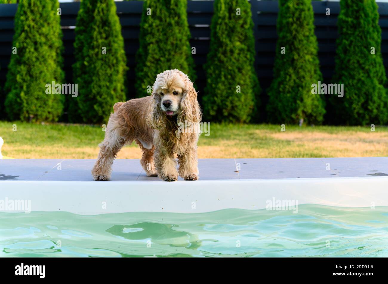 American water spaniel hi-res stock photography and images - Alamy