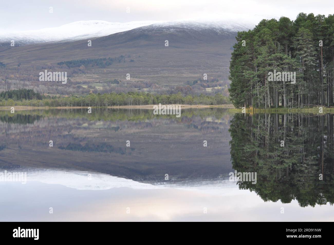 Loch garten wood hi-res stock photography and images - Alamy