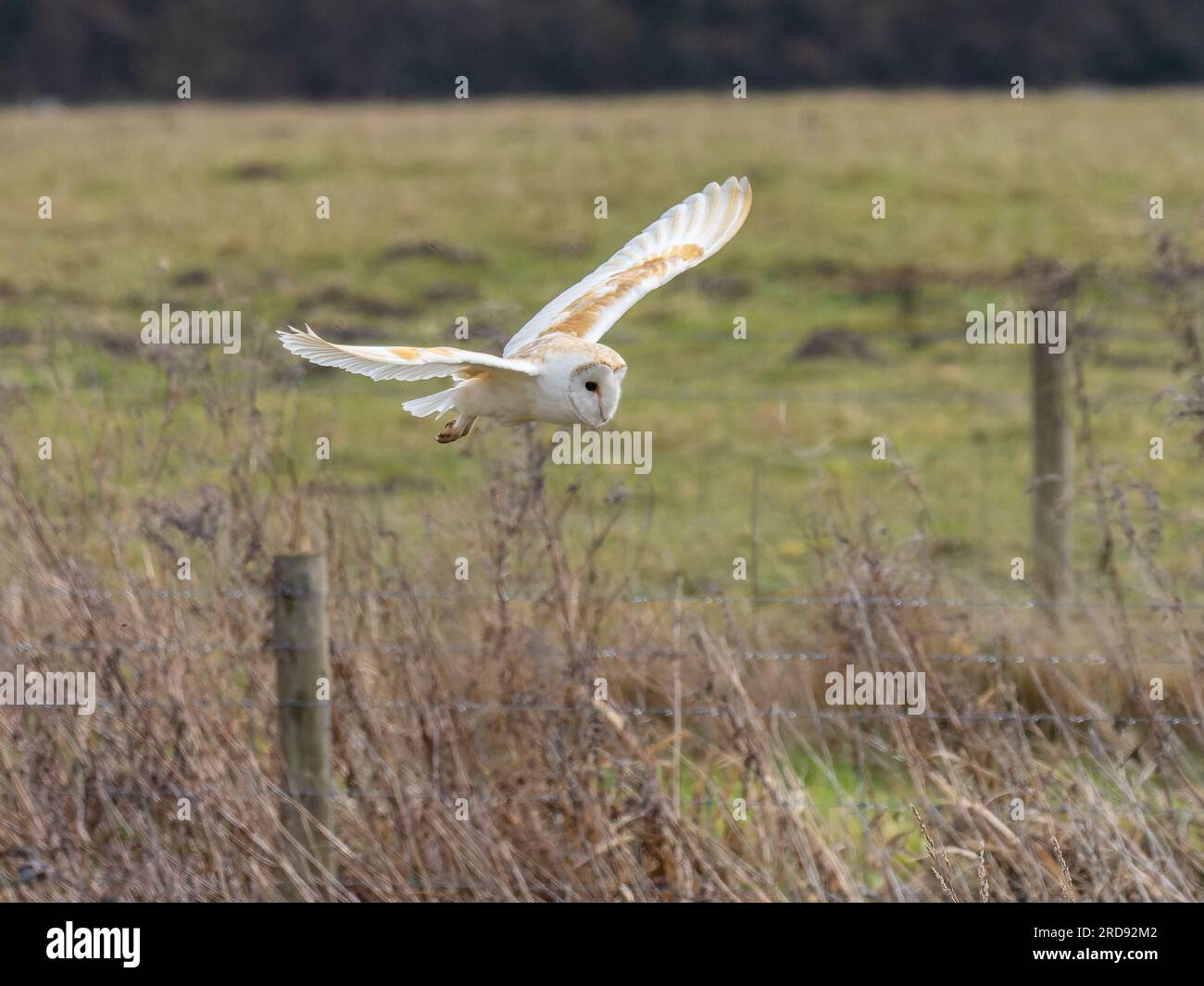 A Barn Owl (Tyto alba) hunting in flight over grassland Stock Photo - Alamy