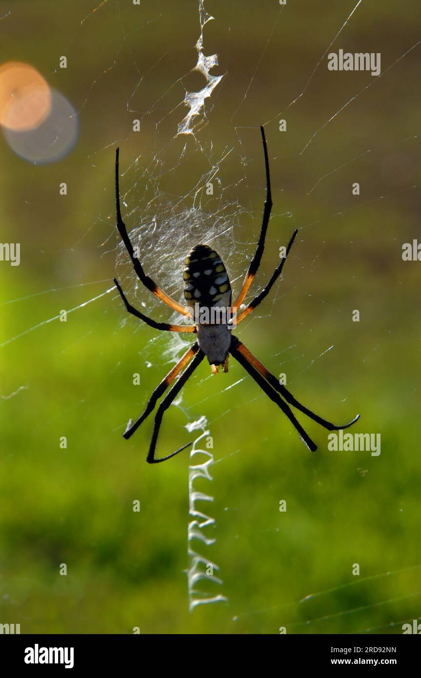 Argiope, a orb web spider, sits on its large web. Backlit, its legs ...