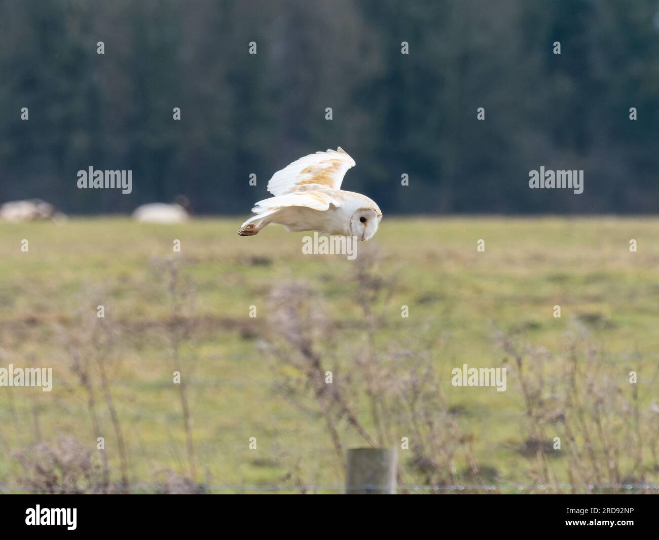 A Barn Owl (Tyto alba) hunting in flight over grassland Stock Photo - Alamy