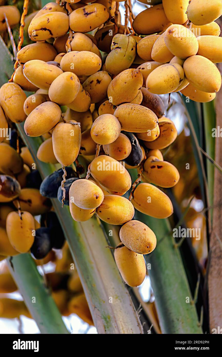 Date palm farmer saudi hi-res stock photography and images - Alamy