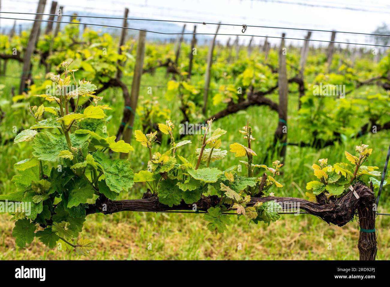 Wine vineyards in spring hi-res stock photography and images - Alamy