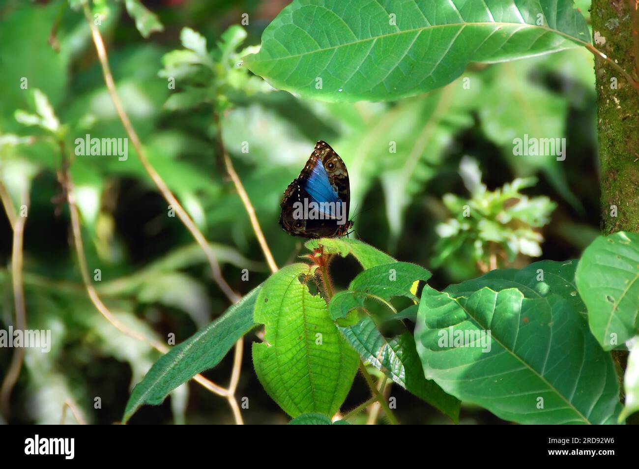 Blue Morpho butterfly is perched on the tropical foliage of the ...