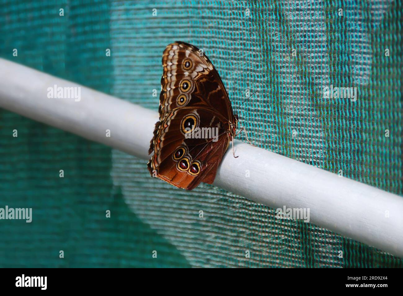 Blue Morpho butterfly has wings closed in its camouflaged state. Eyes ...