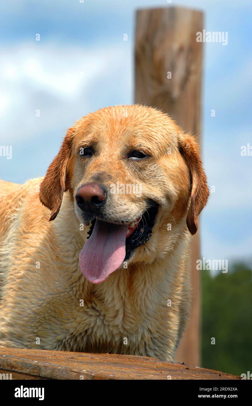Labrador Retriever pants and recuperates from retrieving at a lake in ...