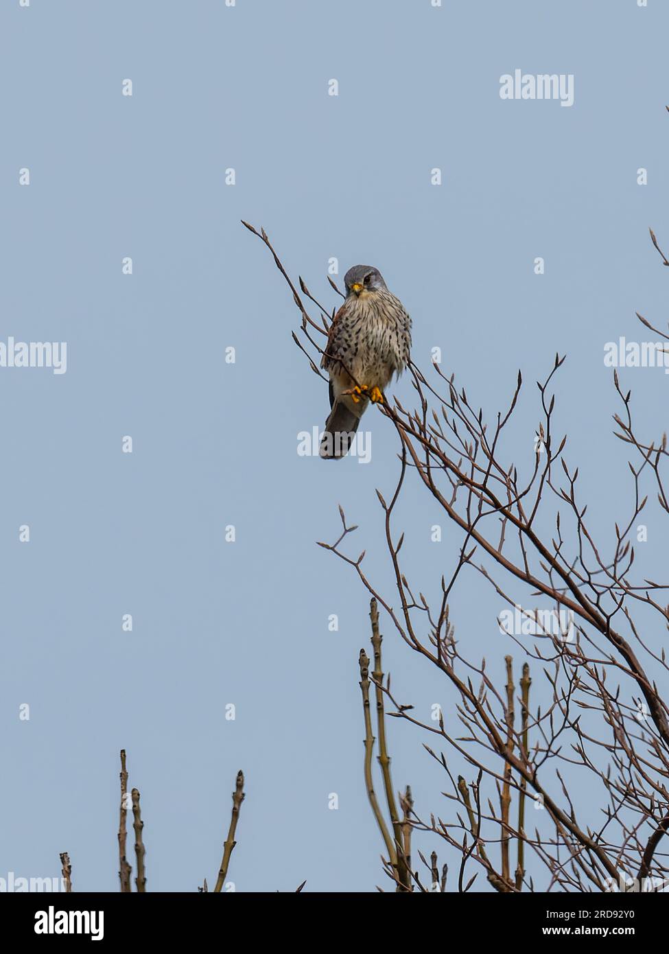 A Male common kestrel, Falco tinnunculus perched on a branch at the top ...