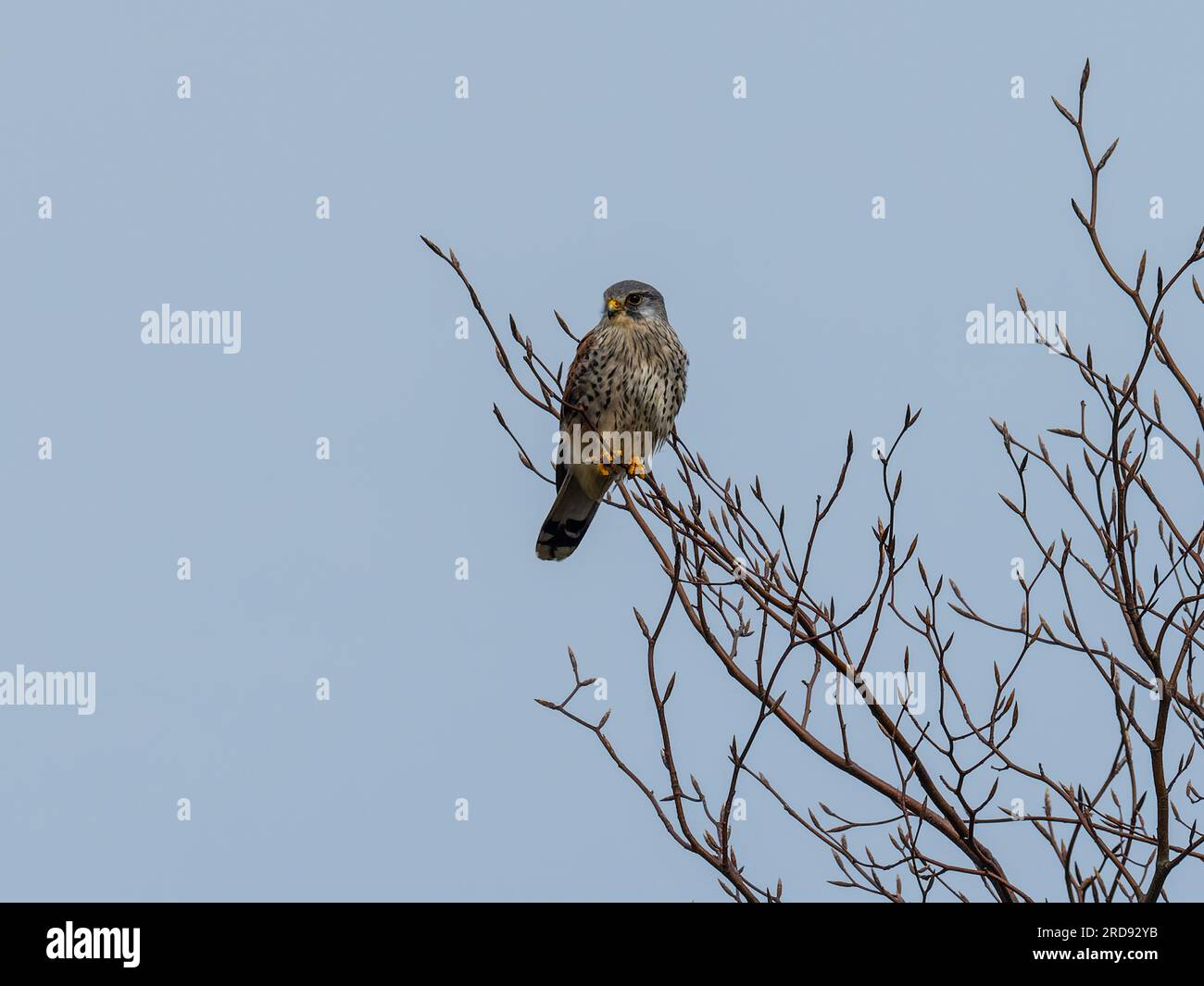 A Male common kestrel, Falco tinnunculus perched on a branch at the top ...
