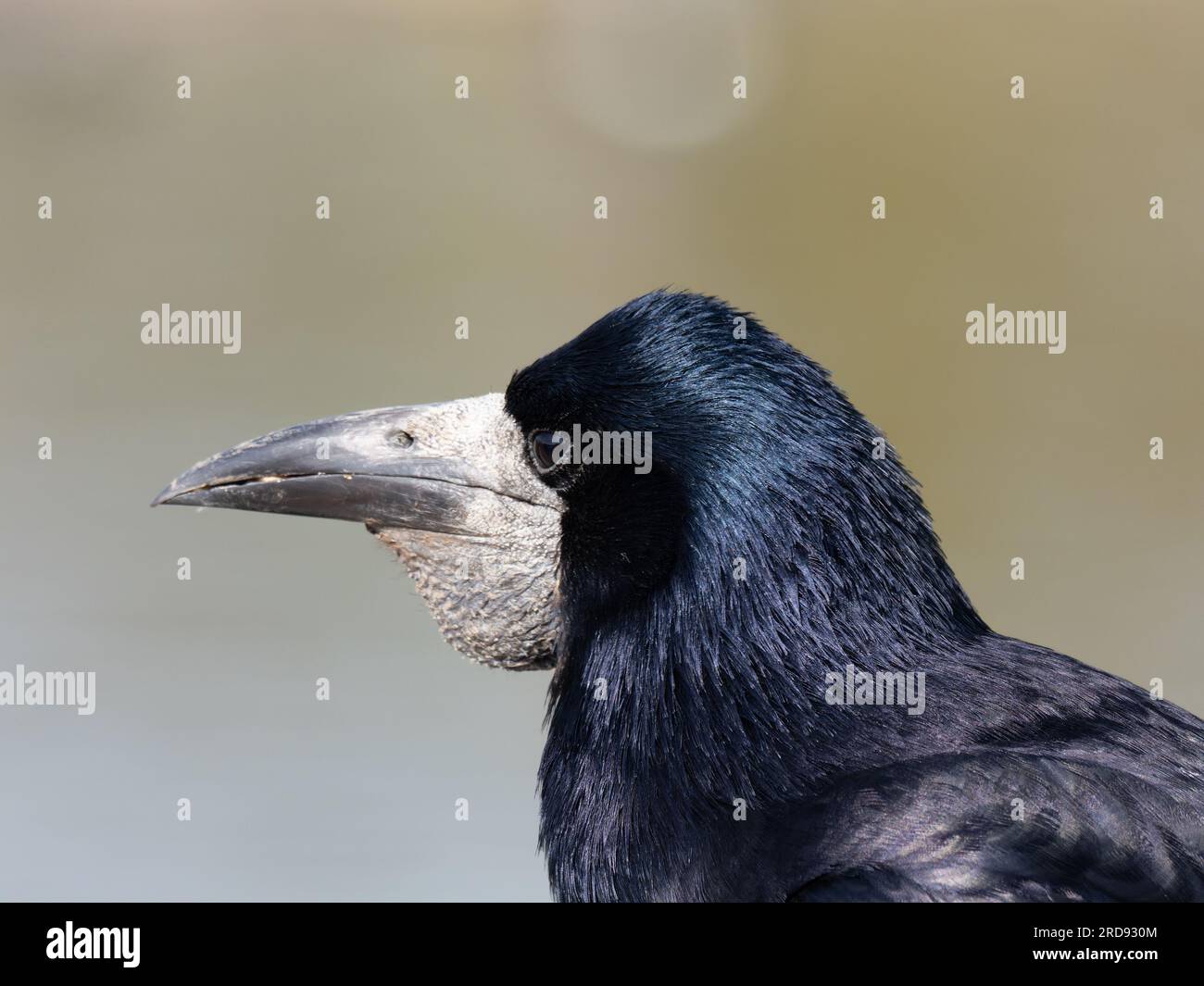 Rook head profile hi-res stock photography and images - Alamy