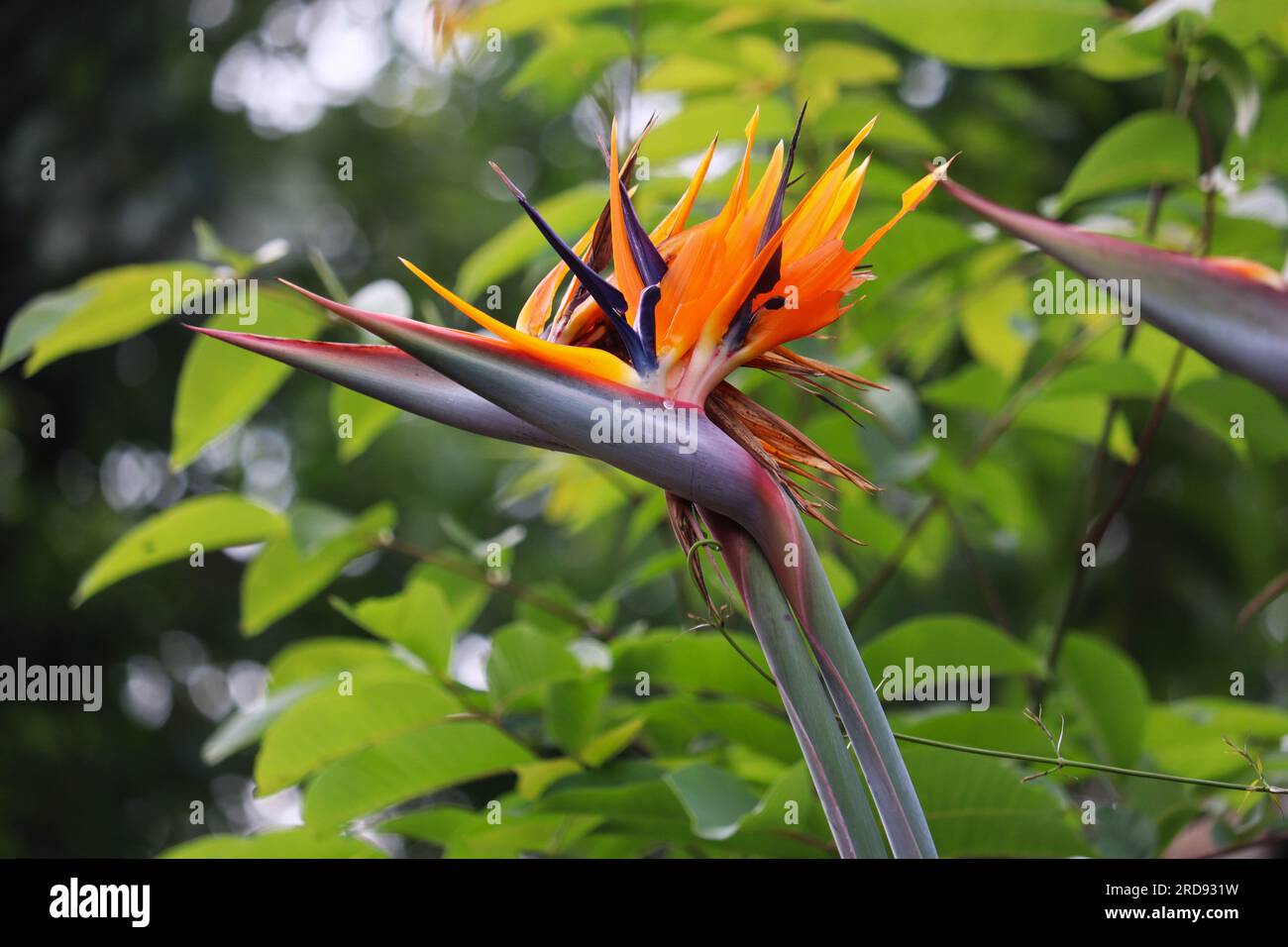 MOST RARE FLOWERS FOUND IN HILL Stock Photo - Alamy