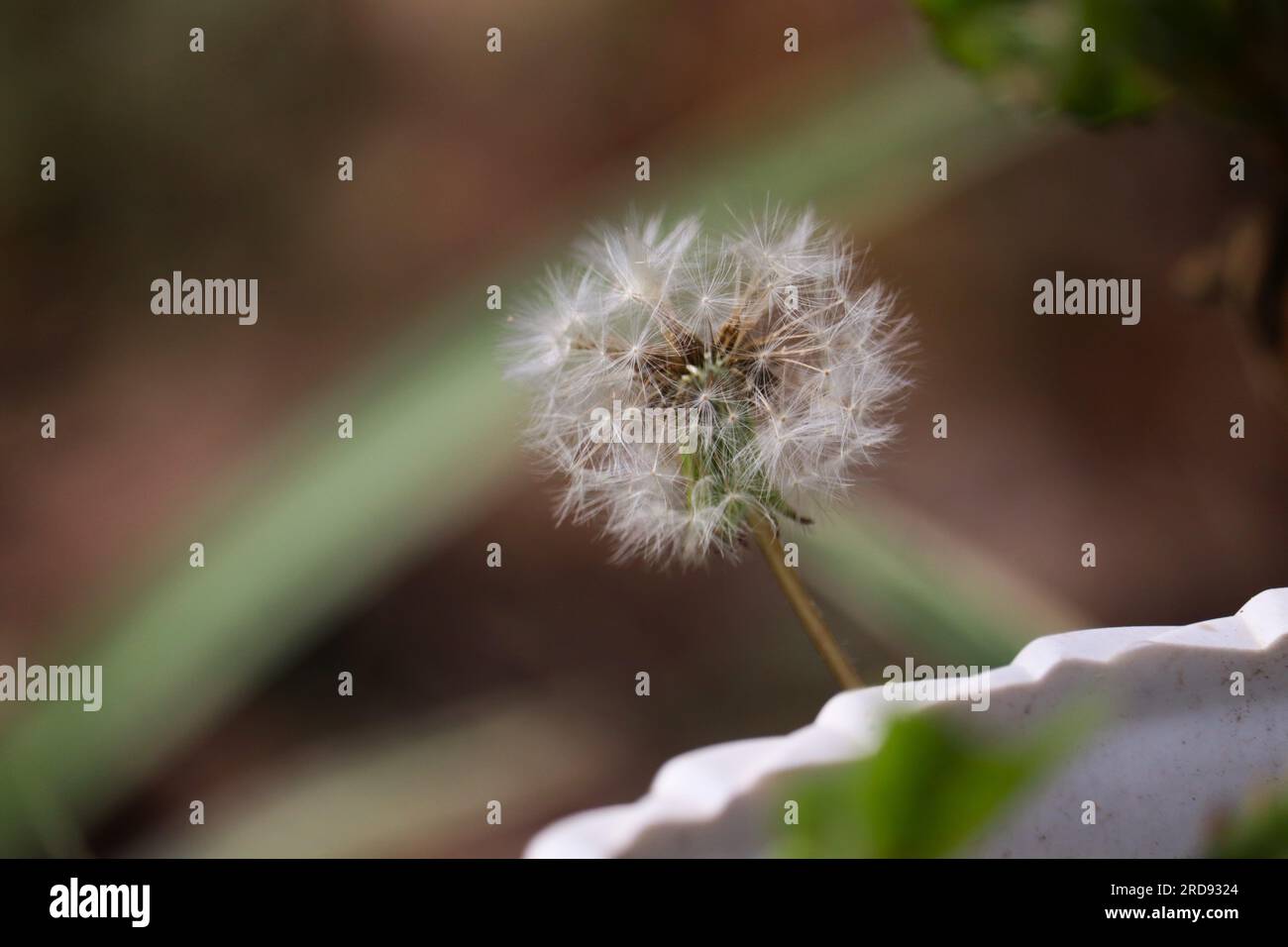 MOST RARE FLOWERS FOUND IN HILL Stock Photo - Alamy