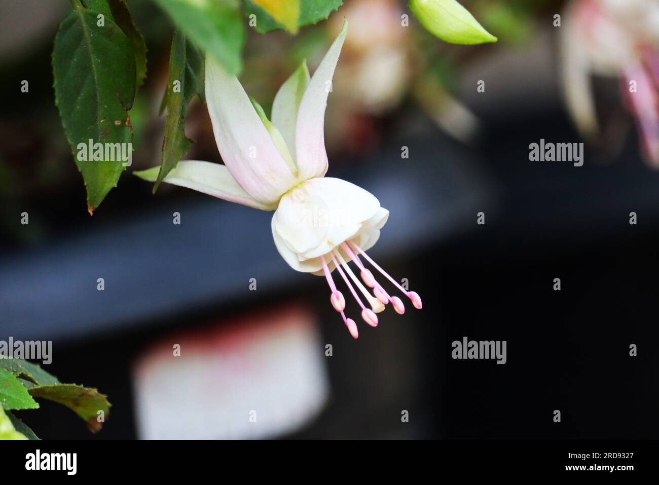 MOST RARE FLOWERS FOUND IN HILL Stock Photo - Alamy