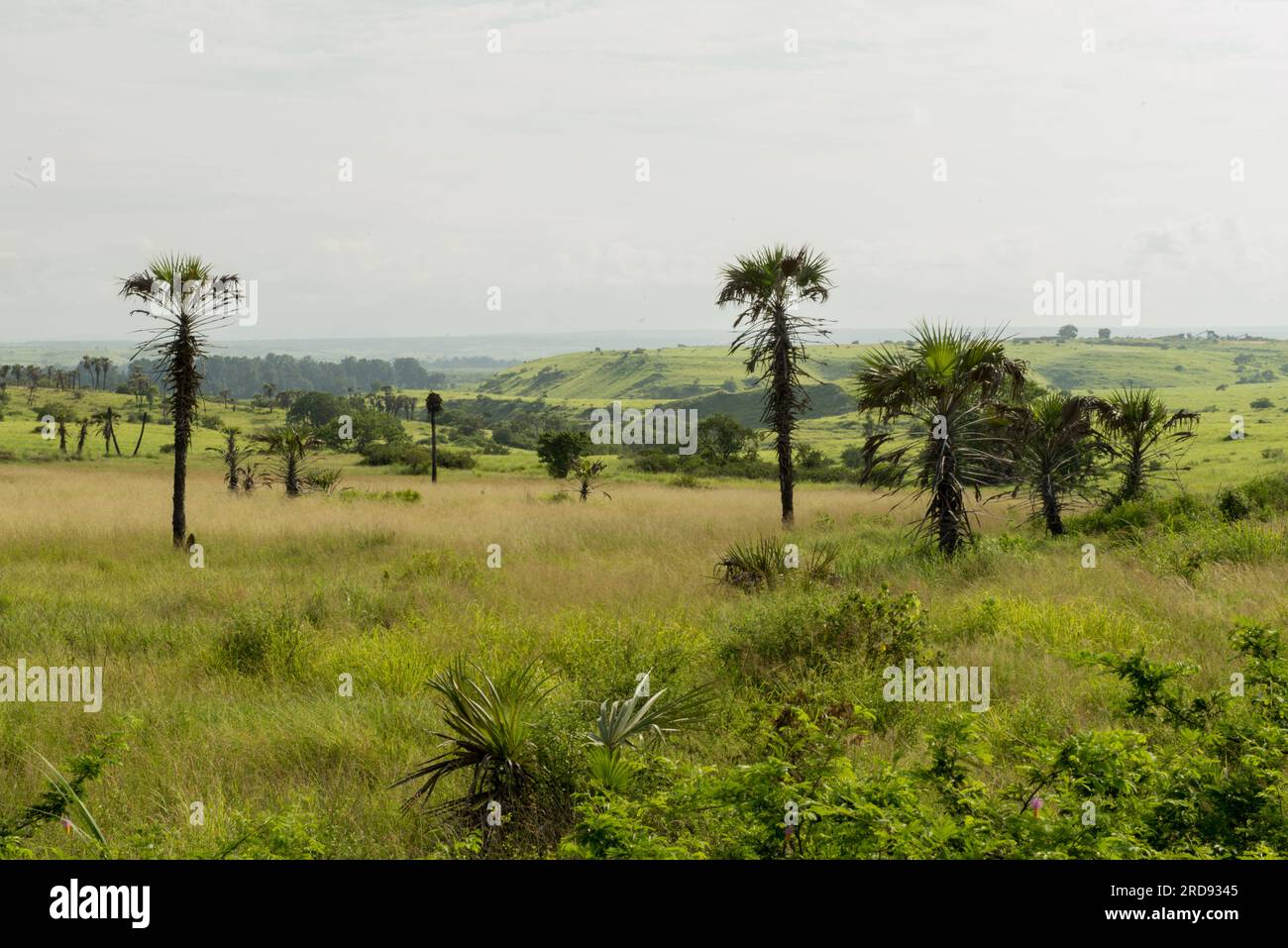 Angola ecologia hi-res stock photography and images - Alamy