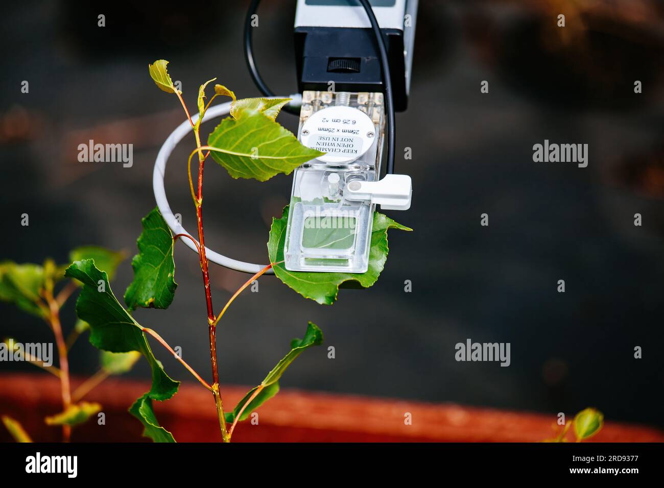 Scientist measuring plant photosynthesis by using portable device Stock ...