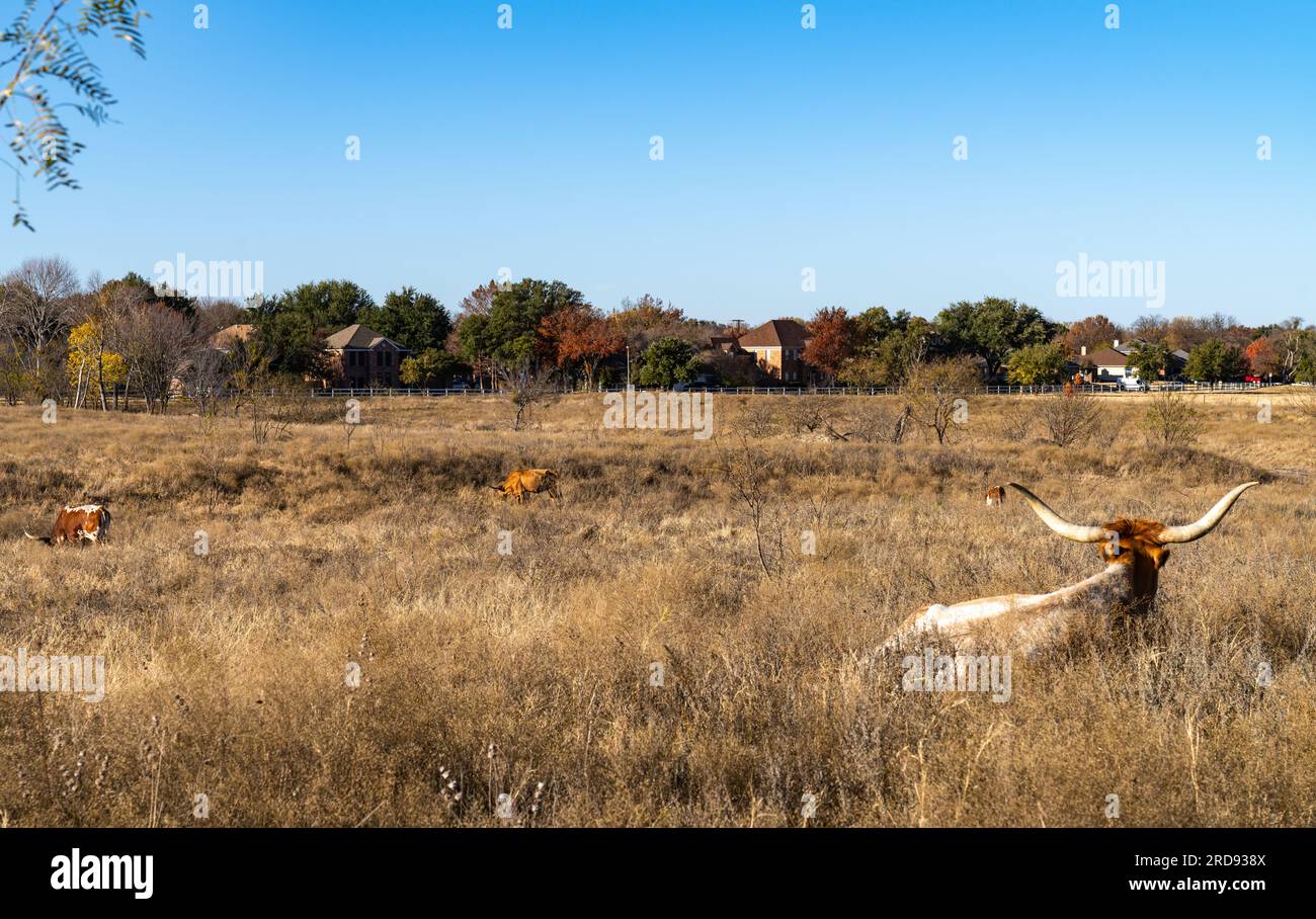 Longhorn at rest with his back toward camera and facing three other ...