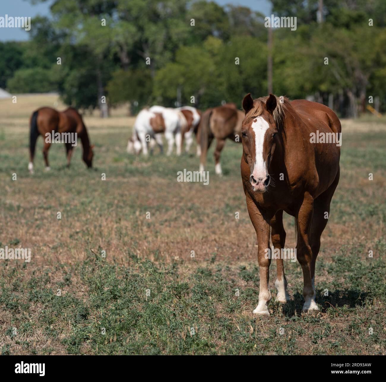 One horse separate from the main herd stares at the camera Stock Photo ...