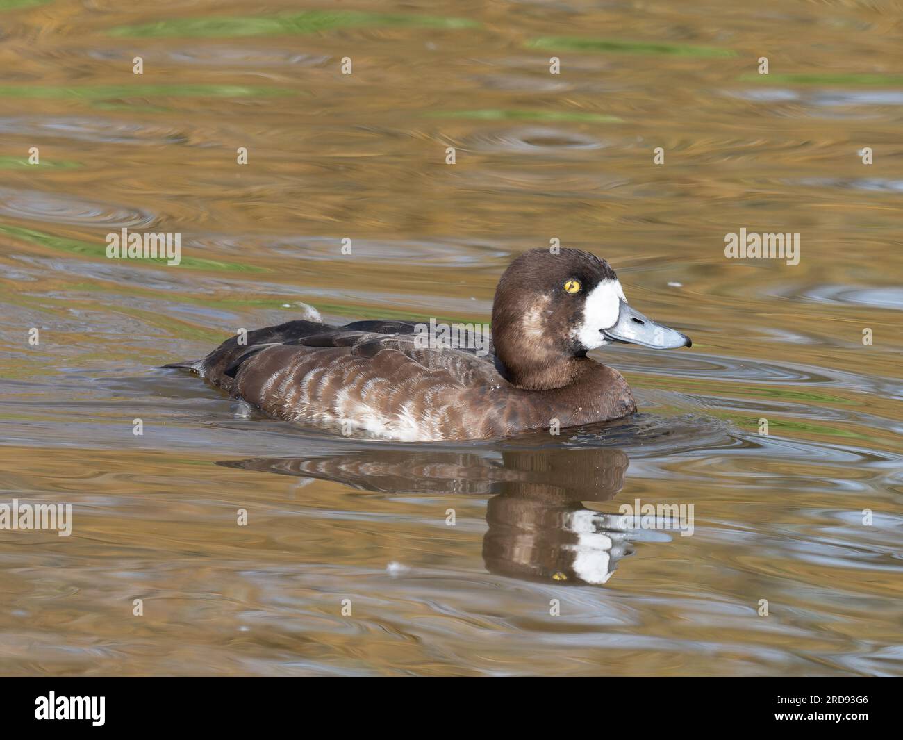 A female greater scaup (Aythya marila), also known as bluebill in North ...