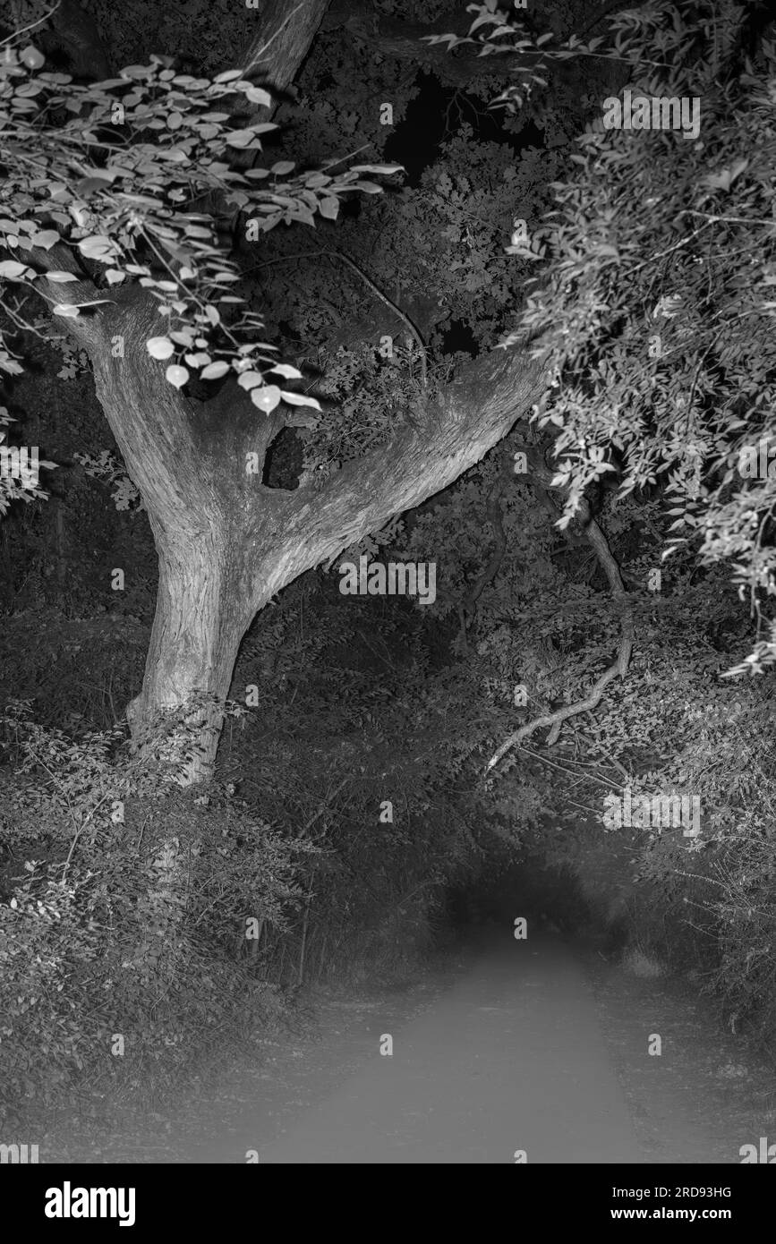 Dark trail with tree branch pointing the way Stock Photo - Alamy
